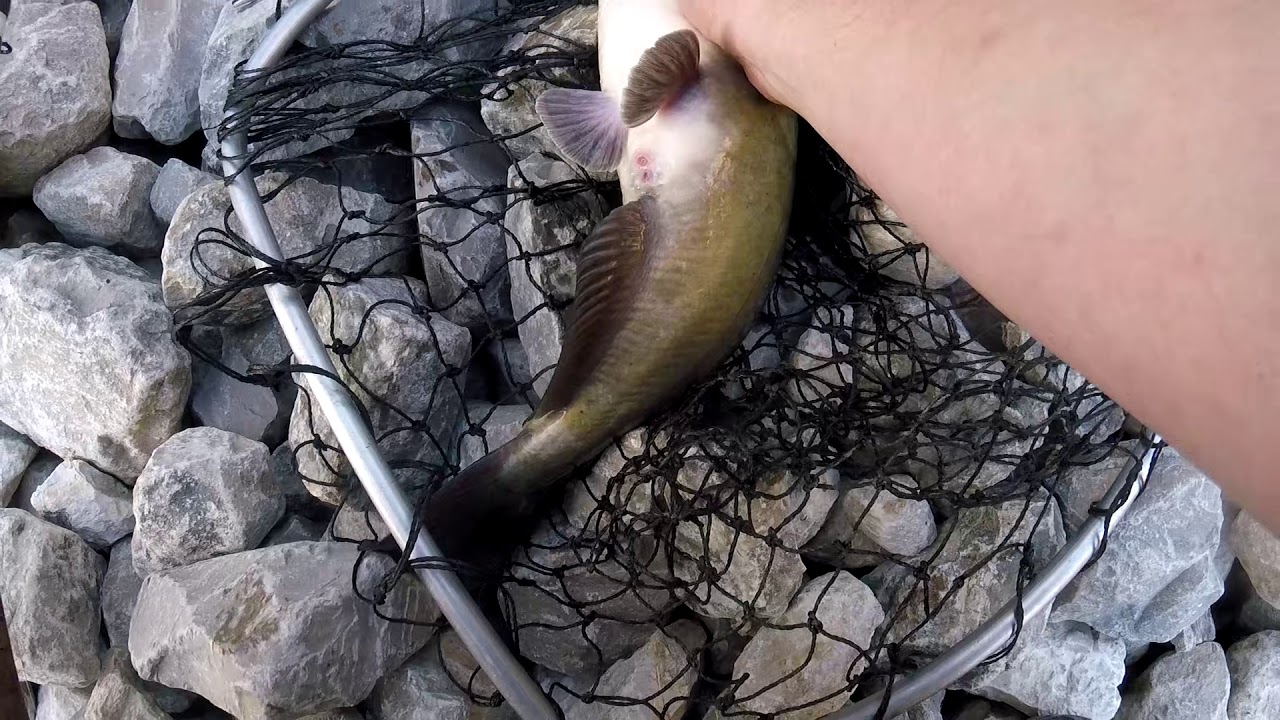Mid Summer Urban Creek Catfishing - YouTube