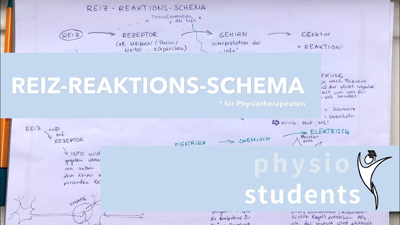 Physiologie für Physiotherapeuten: Reiz-Reaktions-Schema # ...