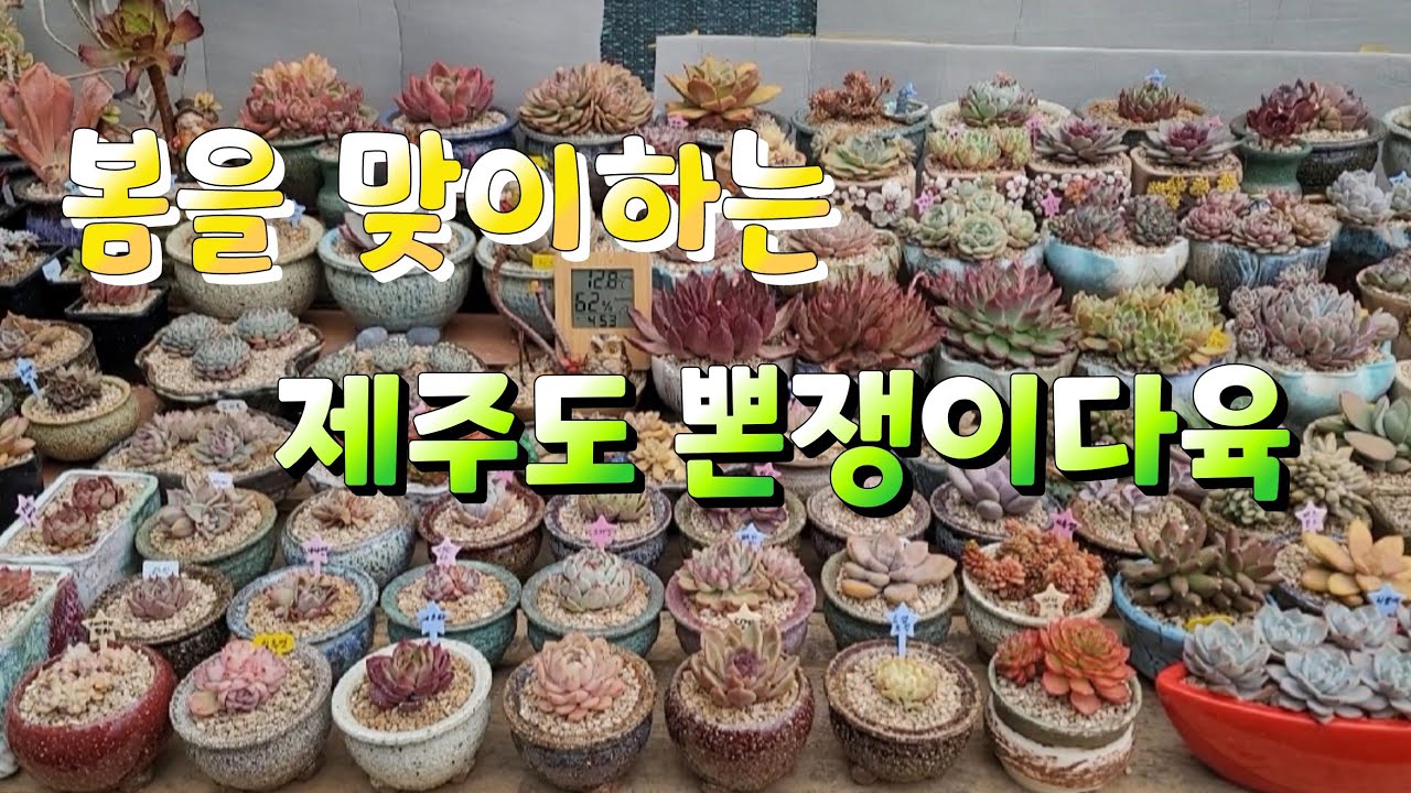 봄을 맞이하는 제주도 뽄쟁이다육 다육식물 다육이 다육이키우기 Youtube