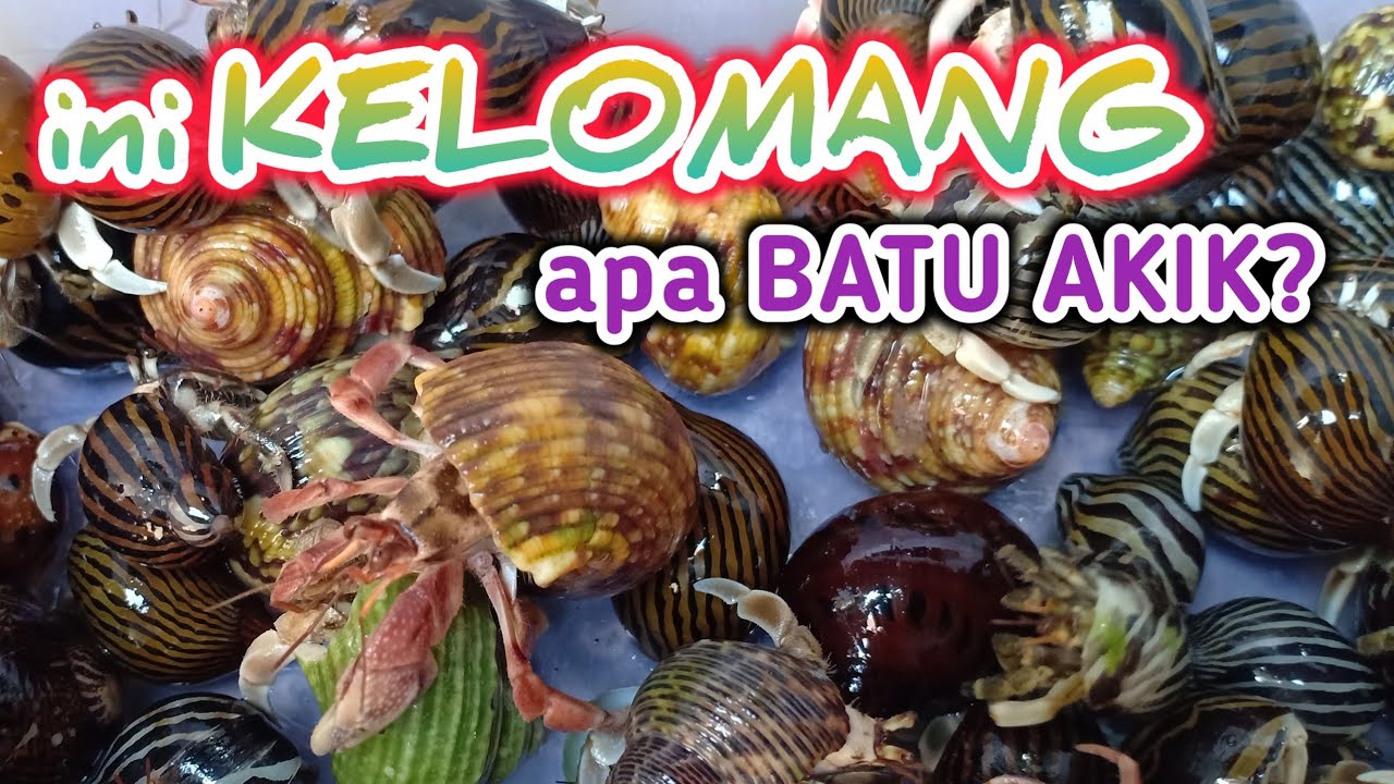 Banyak Sekali Kelomang/Kumang/Umang Umang Original | Hermit Crabs | Sea ...
