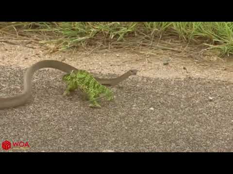 Zotık Tv | Kara mamba yılanının zehiri Bukelemonu felç etti | yılan ve bukalemon