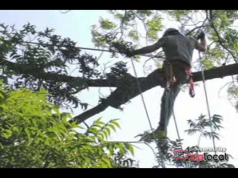 White Rock Tree Wizards - (214)680-5885 - YouTube