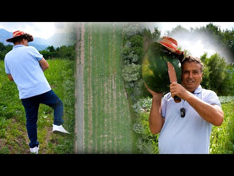 Qitash kam me pre dikon...     Baci zeqë n'bostan!