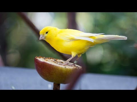 merveilleux chant de canari - YouTube