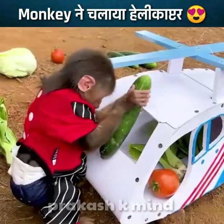 baby monkey ka helicopter 🚁 - cute baby monkey and helicopter #shorts # ...