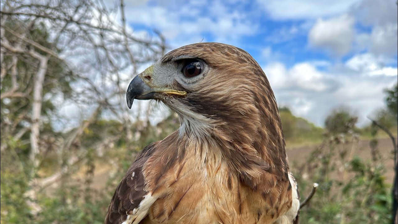 Flying our Red Tai Hawk and campfire cook up - YouTube