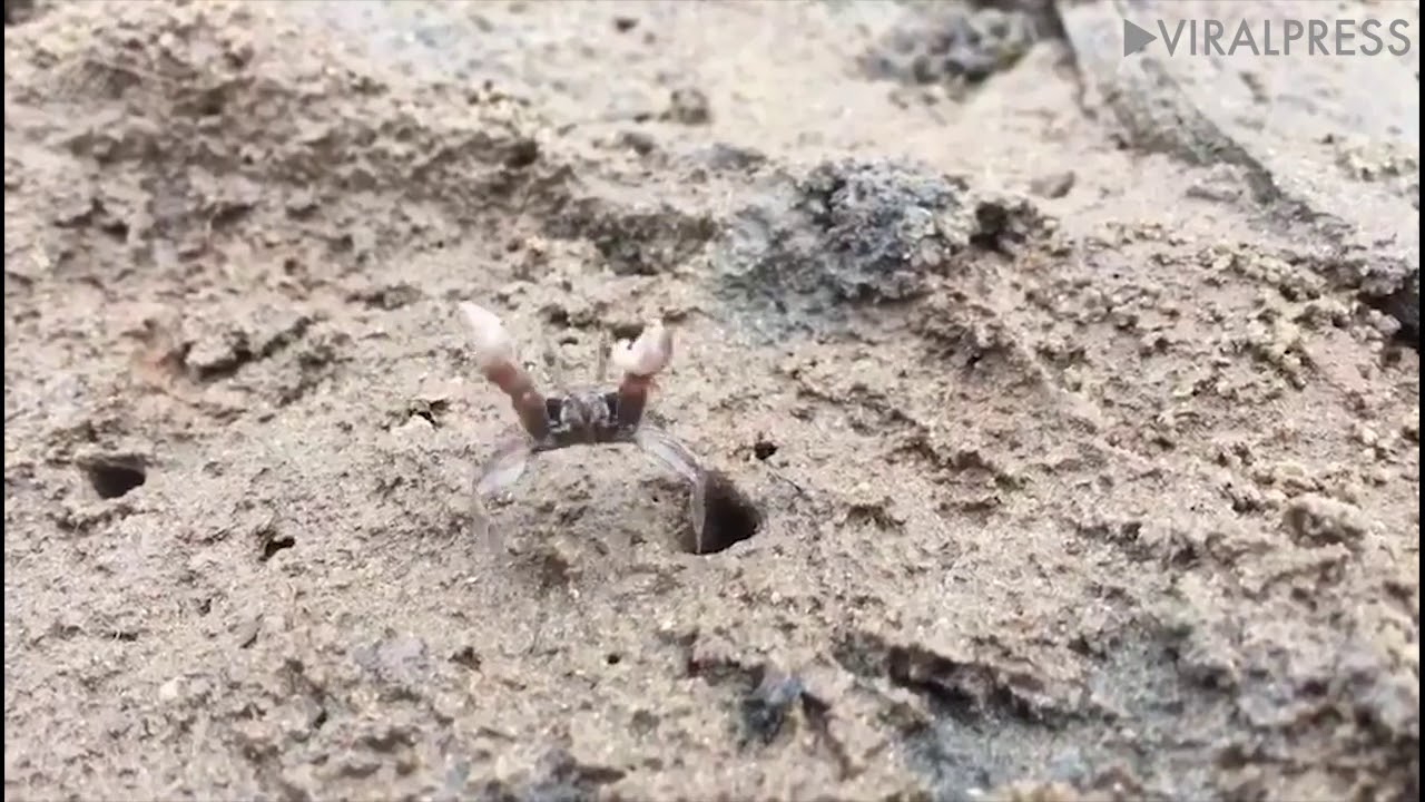 Crab Waving To The Camera - YouTube