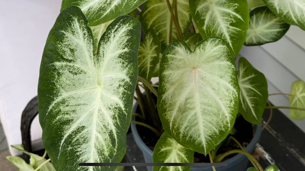 Caladio // Caladium// les muestro el cuidado sobre esta hermosa planta ...