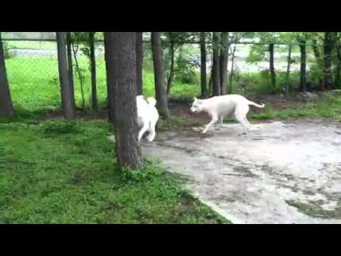 Lion vs Pitbull - YouTube