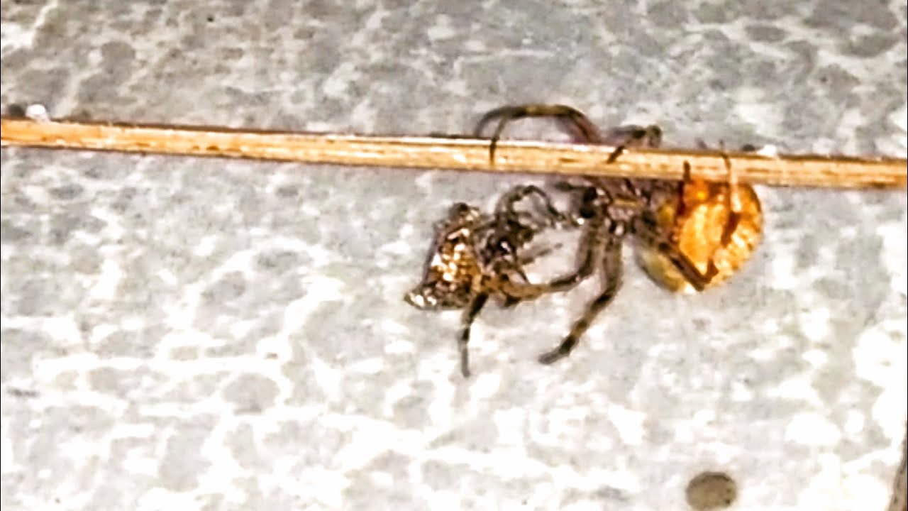 Spider Sabong - Marka Cross VS. Marka Robot - YouTube