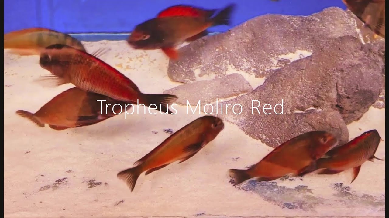 Tropheus Moliro Red Wild Caught - YouTube