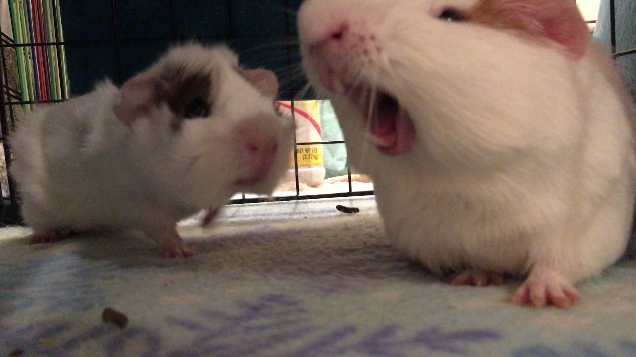 Sleepy Guinea Pig Yawning 기니피그 하품 ~ ~ ㅎ - YouTube