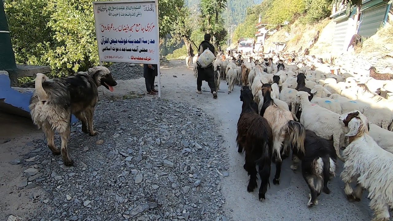 Bakarwal people traveling in Kashmir Neelam valley | nomadic people ...