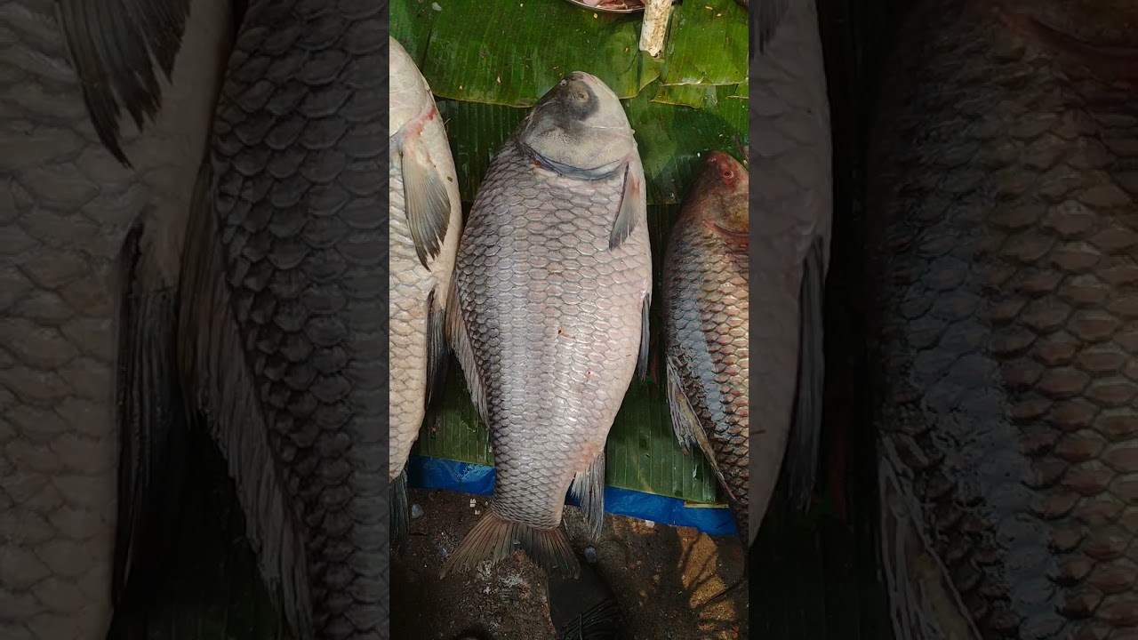DUM DUM FISH MARKET - YouTube