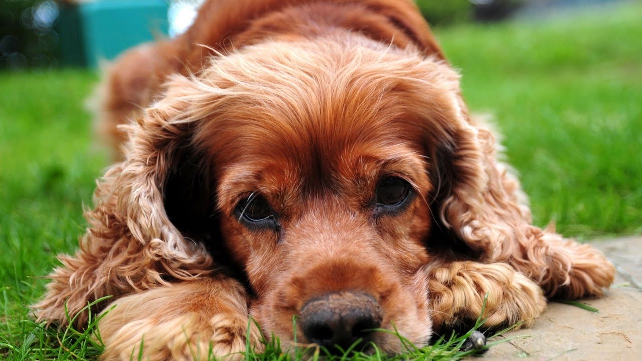 Comparing Cocker Spaniel with Other Spaniel Breeds Differences ...