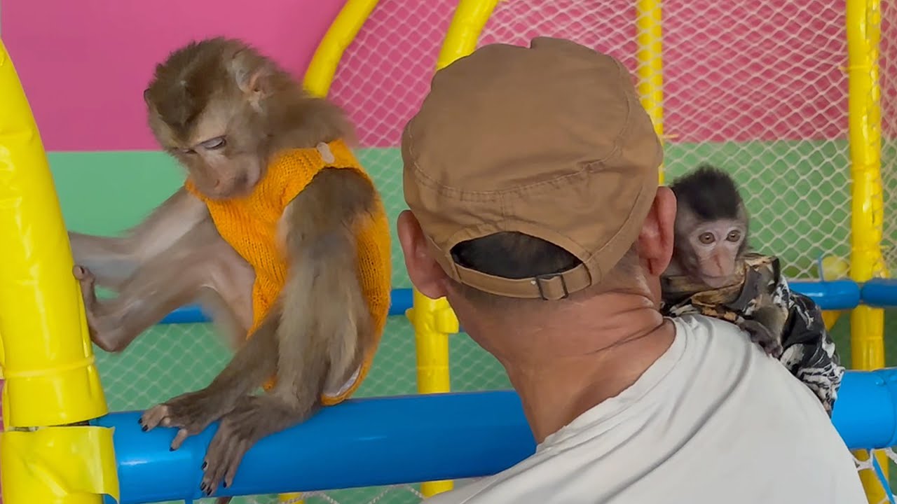 Monkey Sam and Baby Bob having fun with grandpa is so cute - YouTube