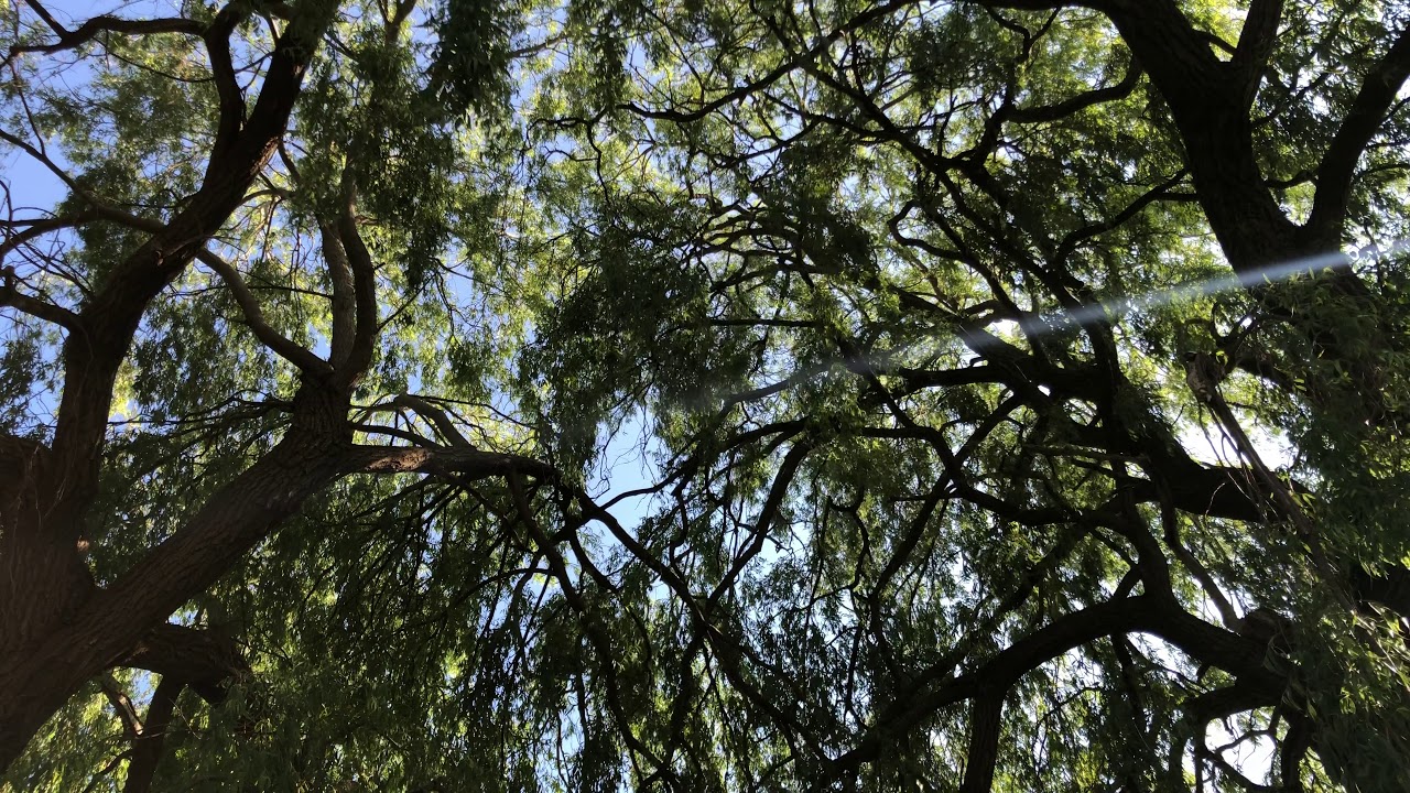 Golden weeping willow - Canopy in the sun - May 2020 - YouTube