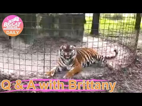 Morning Q&A at Big Cat Rescue to see Tigers, Lion, Leopards 10 29 2019