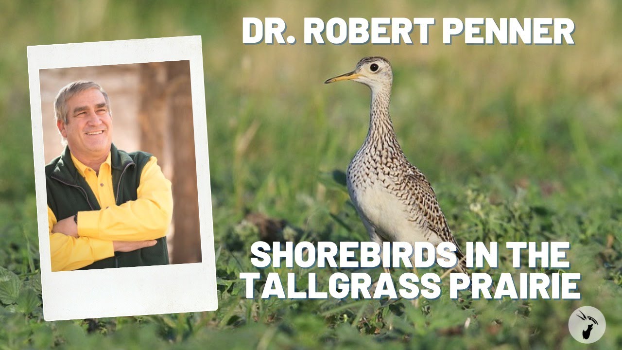 Dr Robert Penner: Shorebirds in the Tallgrass Prairie - YouTube