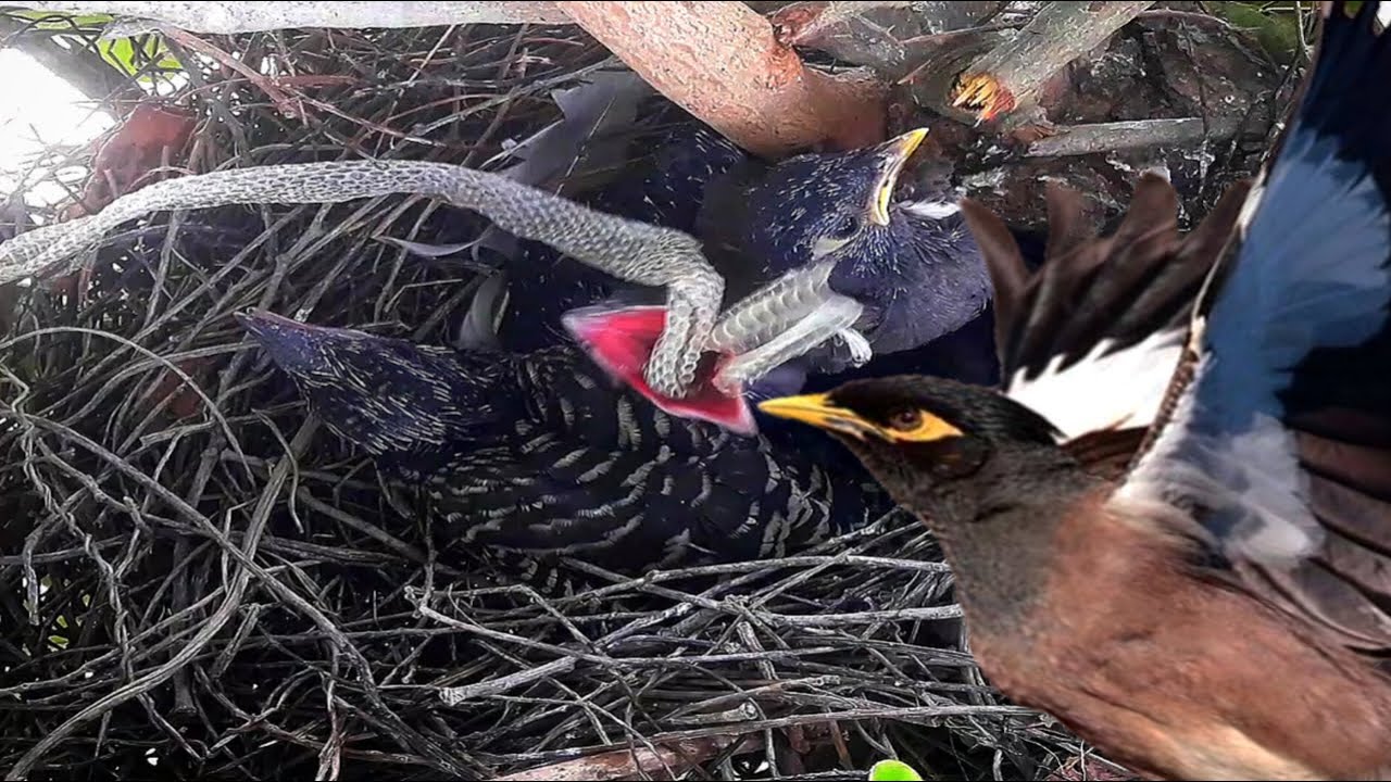 Common myna Baby Birds Eat Snakes - YouTube