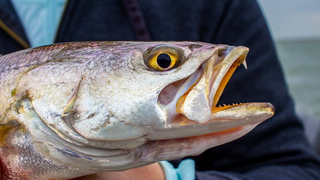Searching for Winter Speckled Trout in Dularge, Louisiana - YouTube