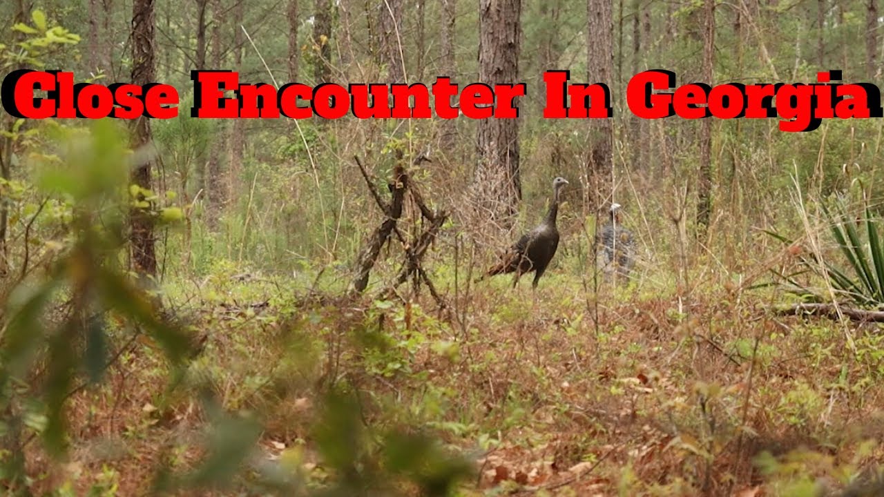 Close Encounter On The Annual Hunting For The Cure Turkey Hunt In ...