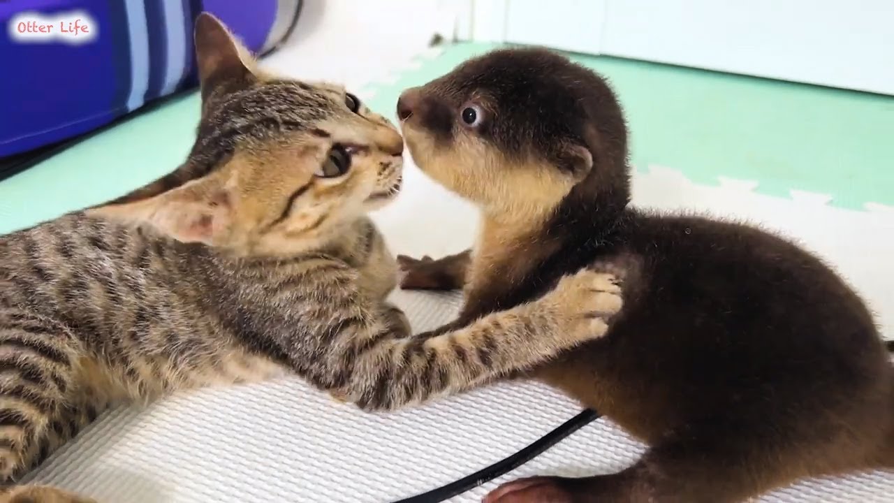 Adorable baby otter Mio kisses the kitten 愛らしいカワウソのミオが子猫にキスをする - YouTube