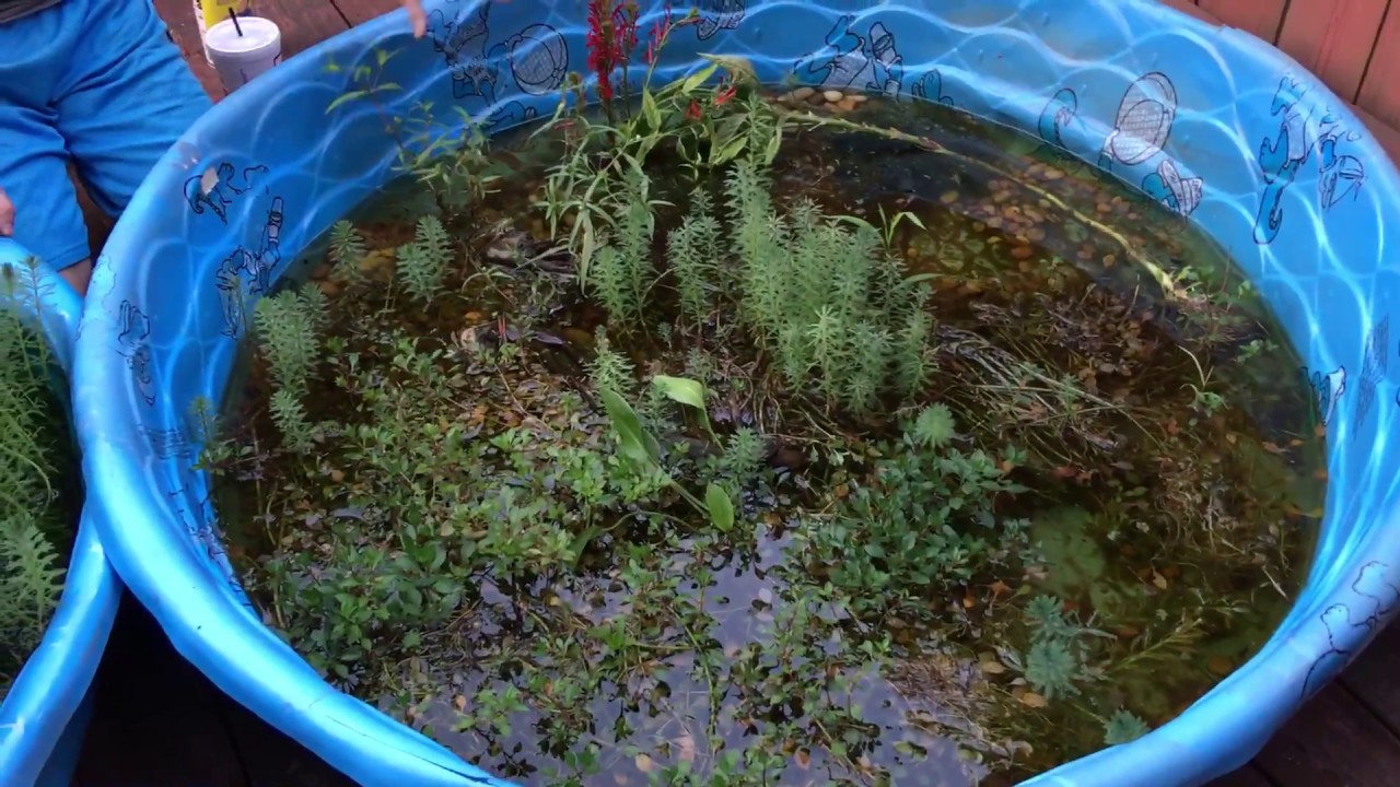 Native Pool Pond Baby Tree Frog! - YouTube