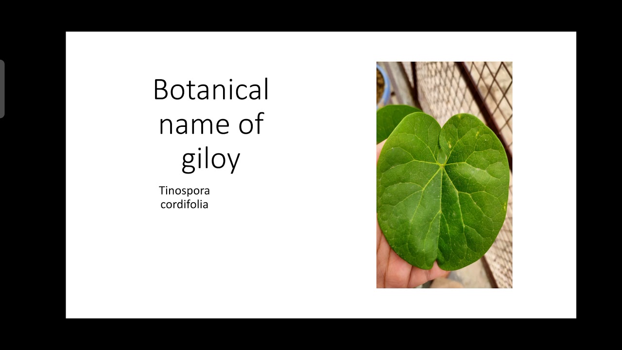 Botanical name of giloy - YouTube