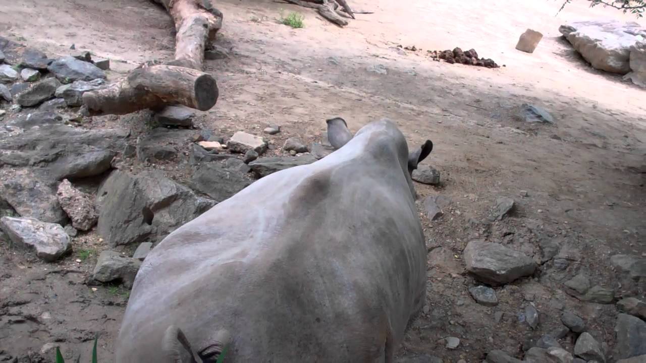 Rhino farts - YouTube
