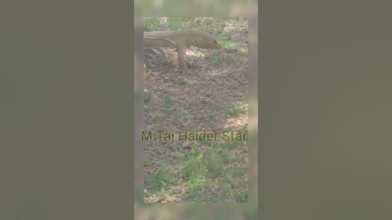 Big monitor lizards vs Dogs part 1 - YouTube