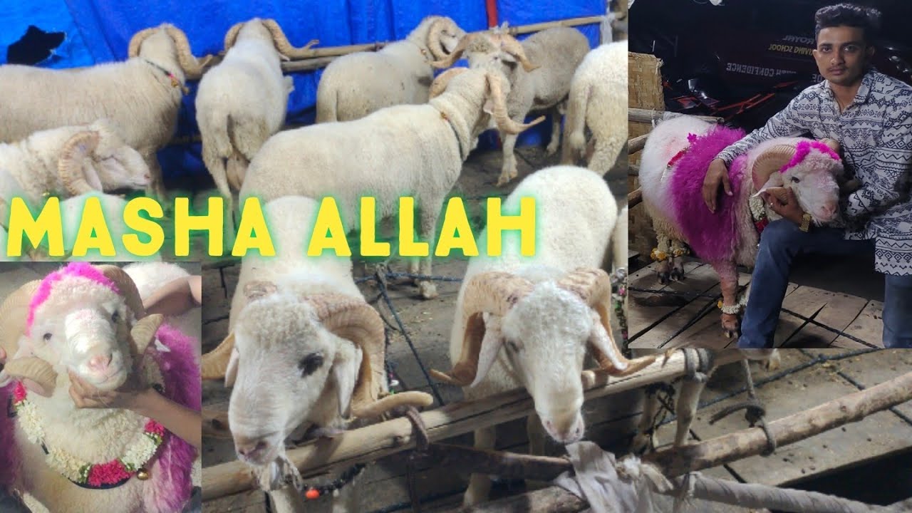 heavyweight vilayati sheeps available in Hyderabad Volta hotel ...