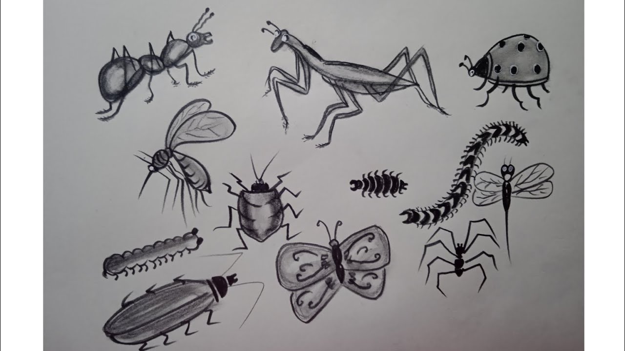 How to draw insects#easy drawing#drawing for kids#pencil sketch#drawing ...
