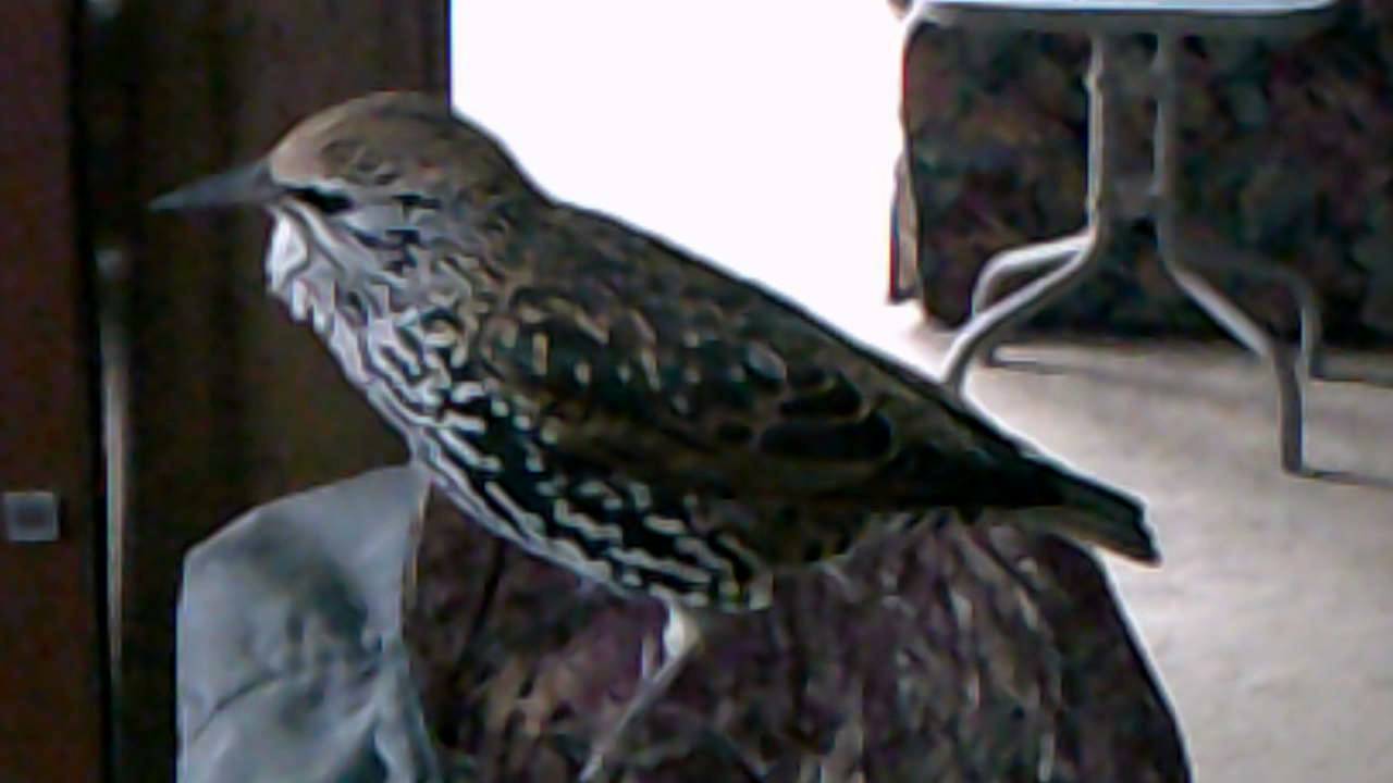 MY TALKING STARLING - YouTube