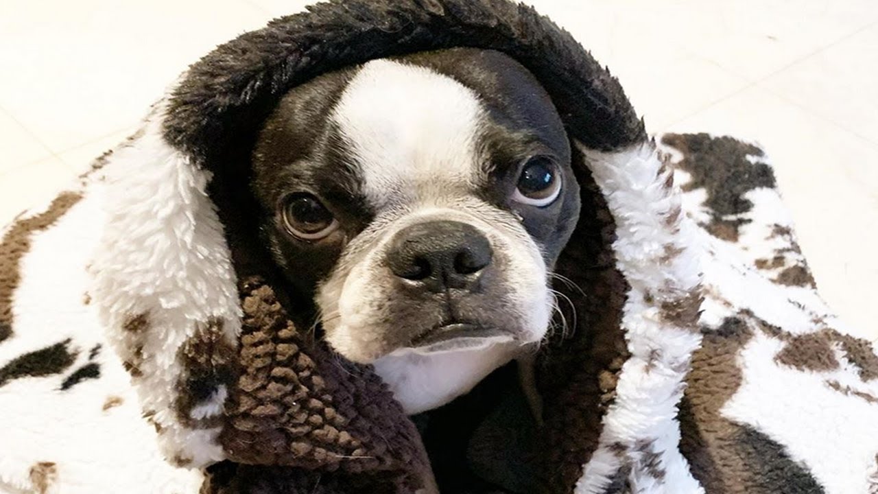 Boston Terriers Are Awesome! Funny and Cute Boston Terrier Videos 2020 ...