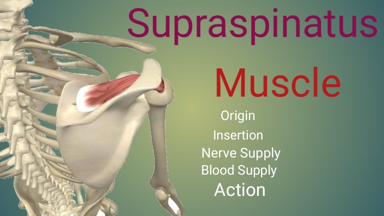 Supraspinatus Muscle || सुप्रास्पिनेटस मांसपेशी ||Origin, Insertion ...