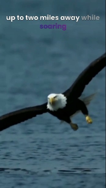 Bald eagle in the world,bald eagle video #animals #trending #viralvideo #animals #eagles # ...