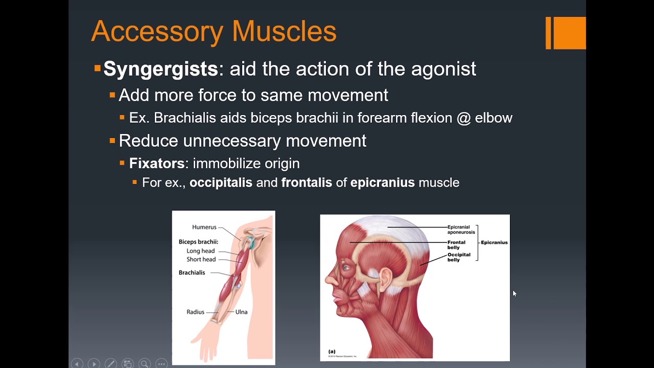 Human A&P I Lab: Gross Muscle Anatomy Part 1 - YouTube