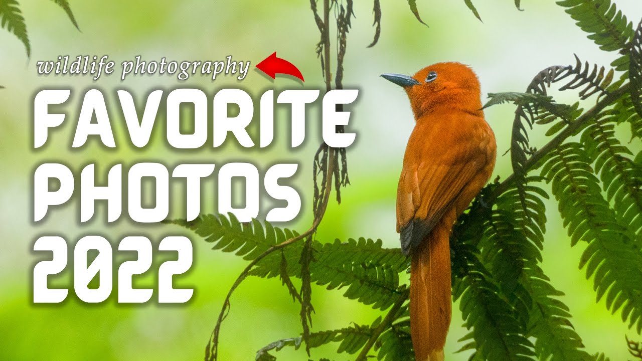 Top 10 Favorite WILDLIFE Photographs of 2022 | Celine Murillo - YouTube