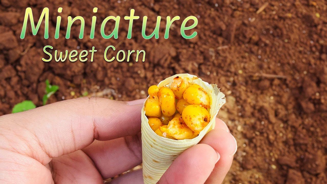 Miniature Sweet Corn| Salt Sweet Corn| Masala Sweet Corn| Miniature ...
