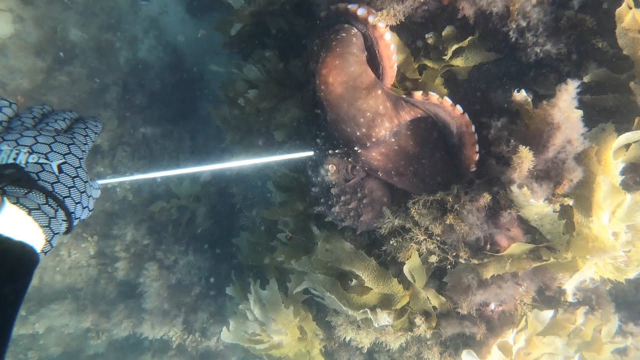 Catching Octopus in Victoria. 멜버른바다에서 문어잡기. - YouTube