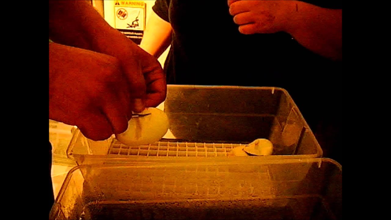 Ball Python egg cutting Pied x Het. Pied 2015 - YouTube