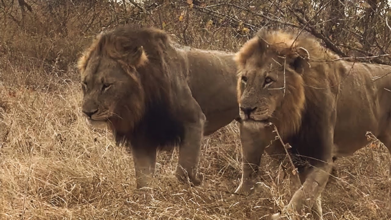 Kambula Male Lions joining Nkuhumas | Mapogos Great Grandsons | 15 June ...