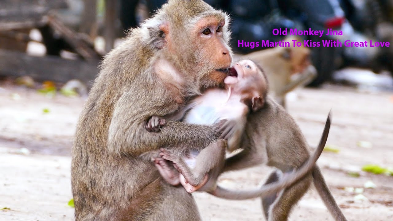 Because Loving Martin.! Old Monkey Jina Often Hugs Martin To Kiss But ...