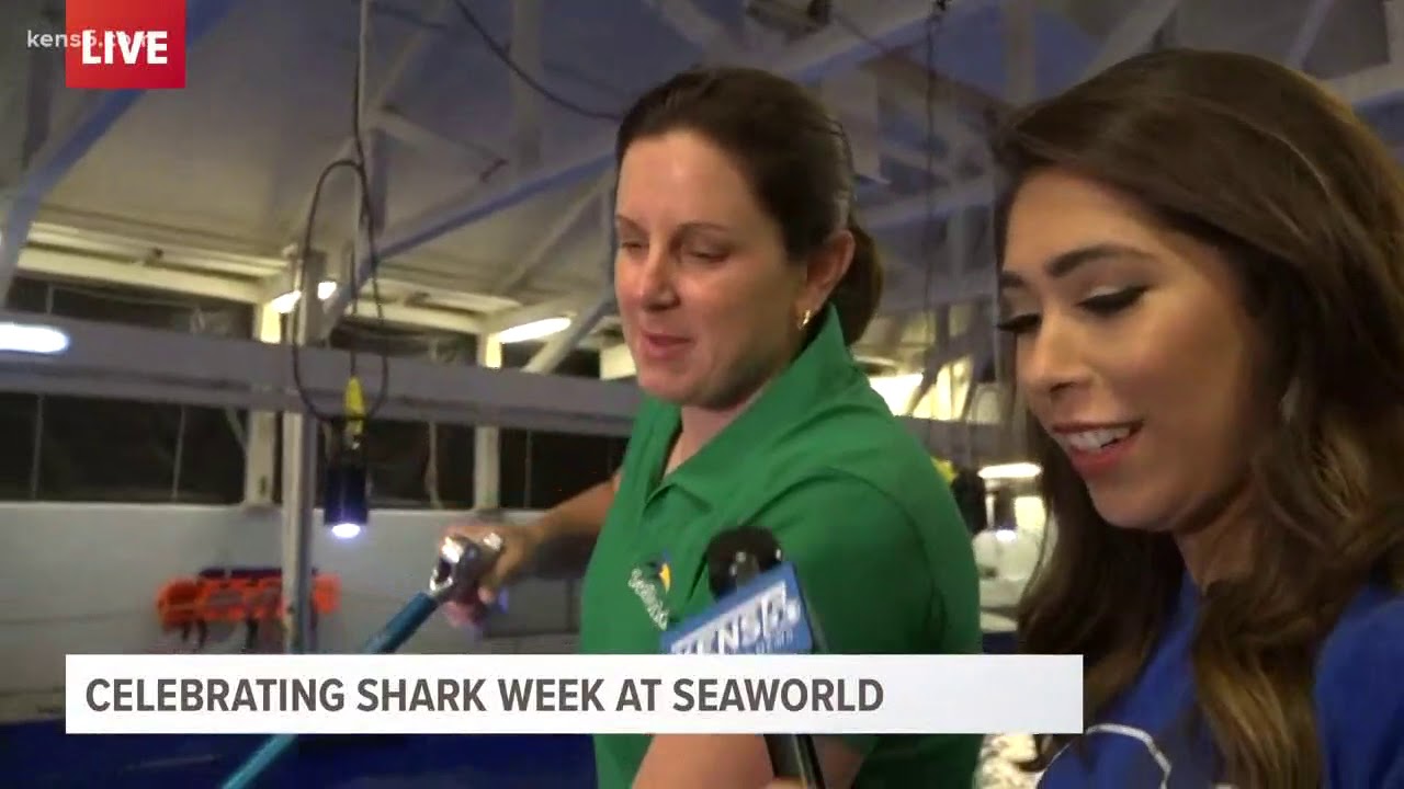 Celebrating shark week at SeaWorld San Antonio - YouTube