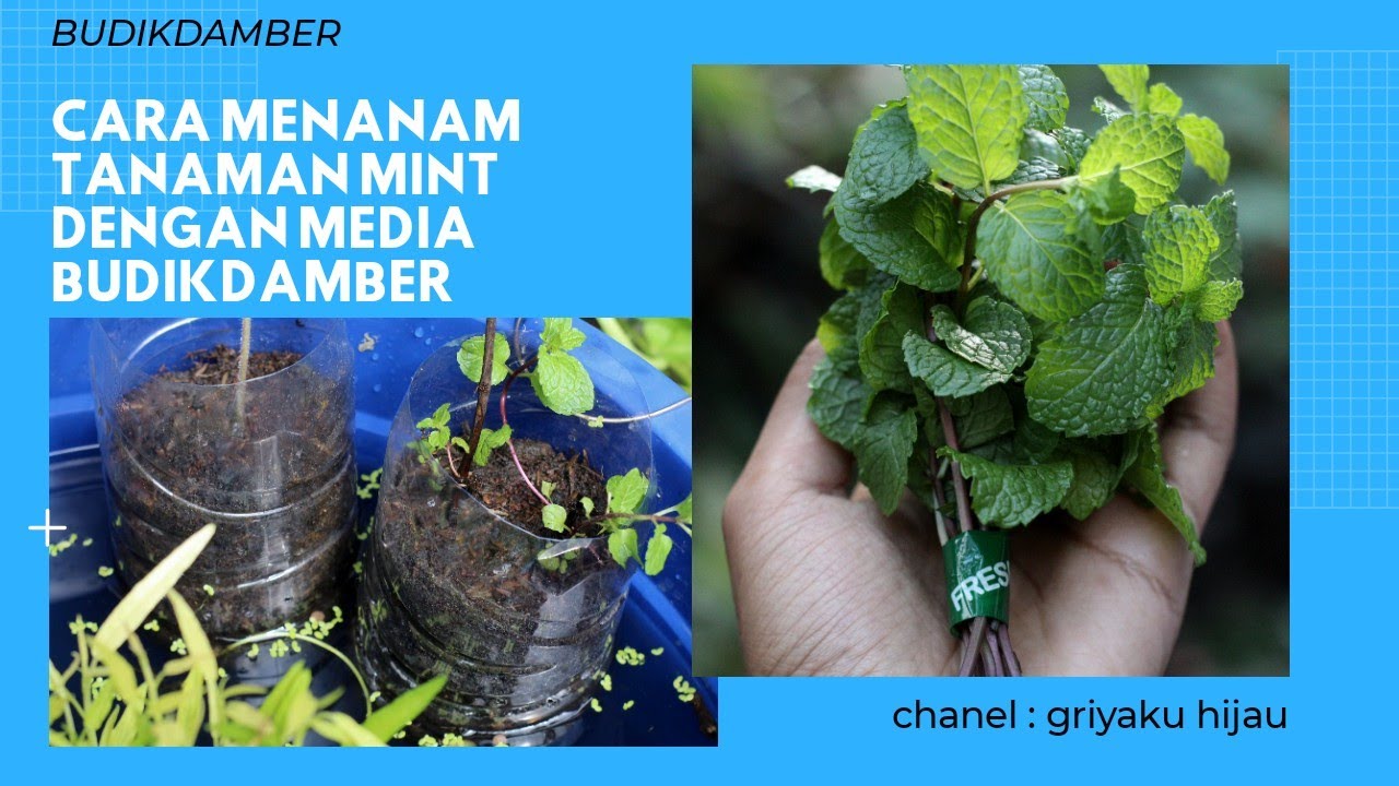 Cara Stek Daun Mint dengan Budikdamber - griyaku hijau - YouTube