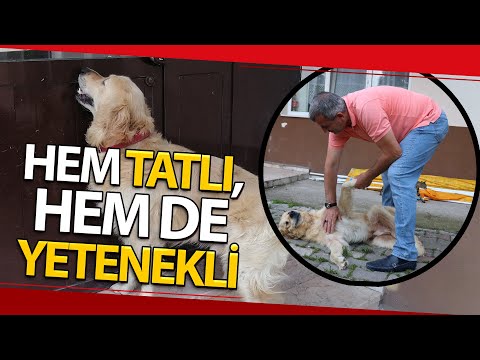 Kapıyı Ağzıyla Açan Köpek Görenleri Hayrete Düşürüyor