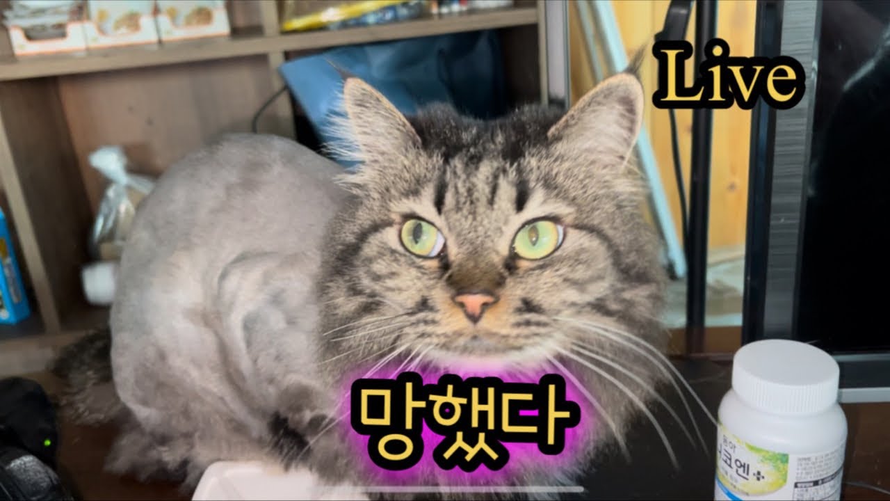 까망이가 여친 고양이를 물었다 ㅜㅜ Youtube
