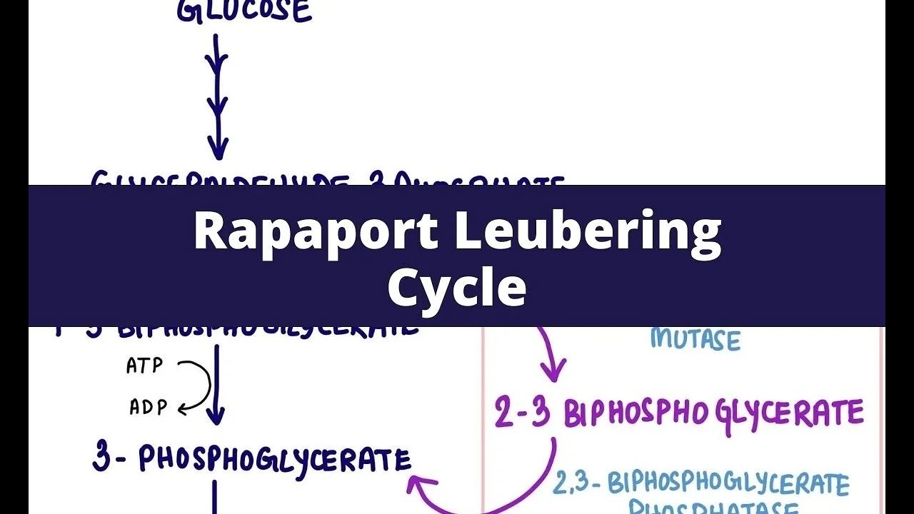 Importance of the 2,3 Biphosphoglycerate BPG of the Rapaport Leubering ...