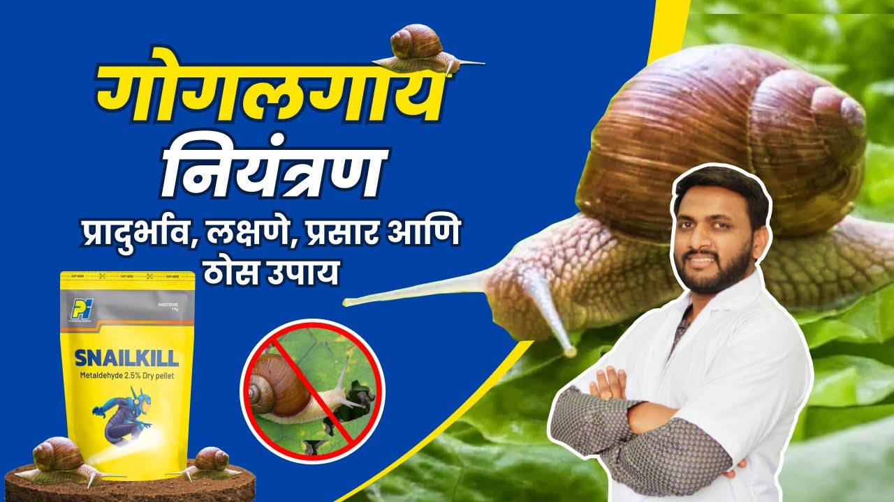 गोगलगाय नियंत्रण कसे करावे | gogalgai sathi upay | snailkill #snail # ...